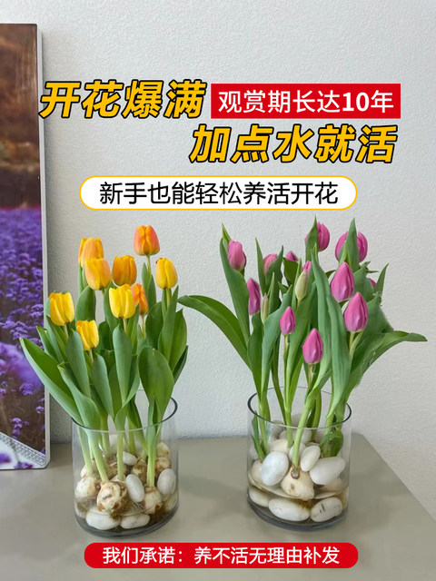 Tulip Bulbs Hydroponic Five-Degree Bulbs Seeds Flower Plants Indoor ...