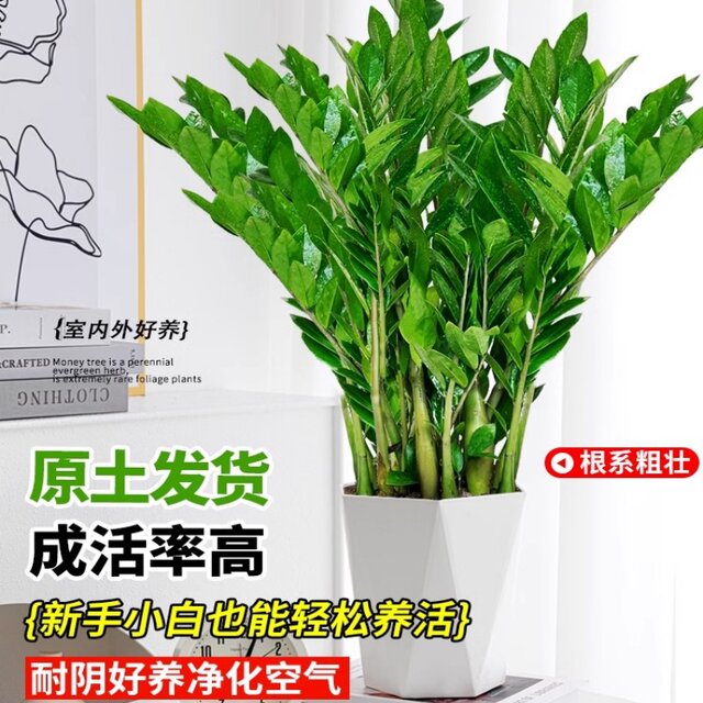 Money tree potted plants indoor living room green plants easy to grow ...