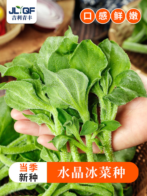 Crystal ice vegetable seeds balcony potted vegetable seeds Daquan four ...
