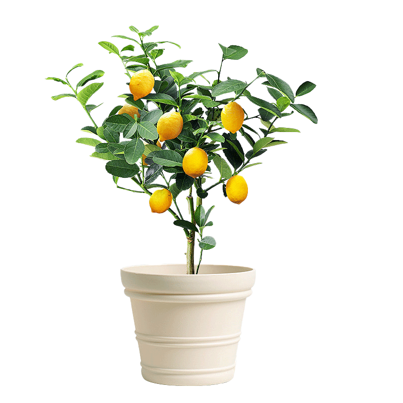 Perfume lemon sapling potted with fruit edible fruit sapling courtyard ...