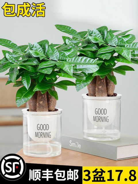 Money tree small potted office green radish basket hydroponic green ...