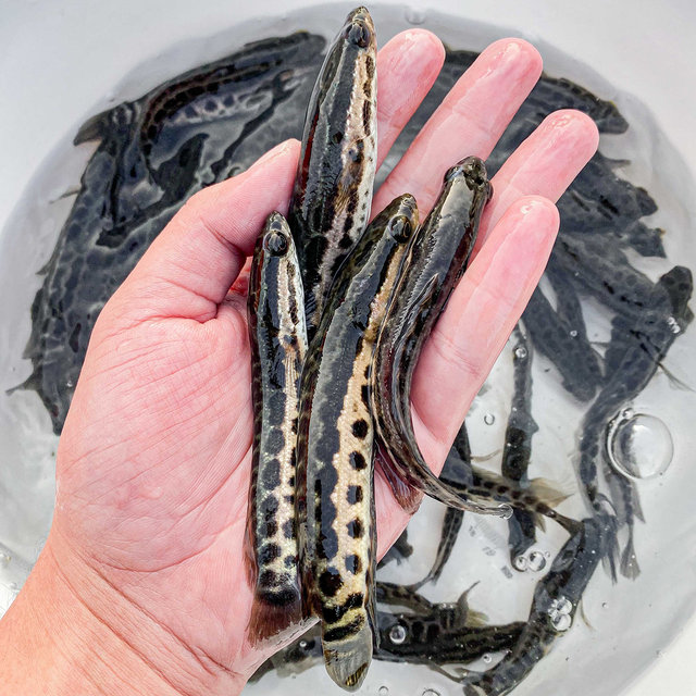 Black fish fry living freshwater small fish fry breeding black fish fry ...