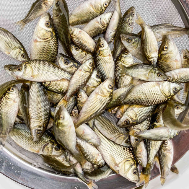 Black carp fry collection, grass carp, Anhui fish, white silver carp ...