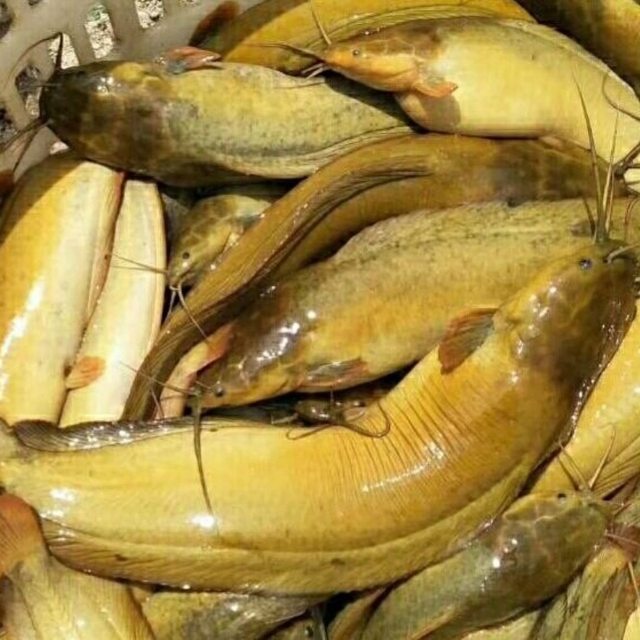 Local pond bream bearded catfish fry pond corner fish fry earth pond ...