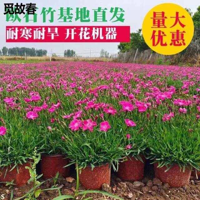 European chia seedlings bloom in all seasons lawn garden flower bed ...
