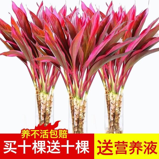 Lucky Bamboo Hydroponic Plant Purple Bamboo Big Leaves Lucky Head Plant ...