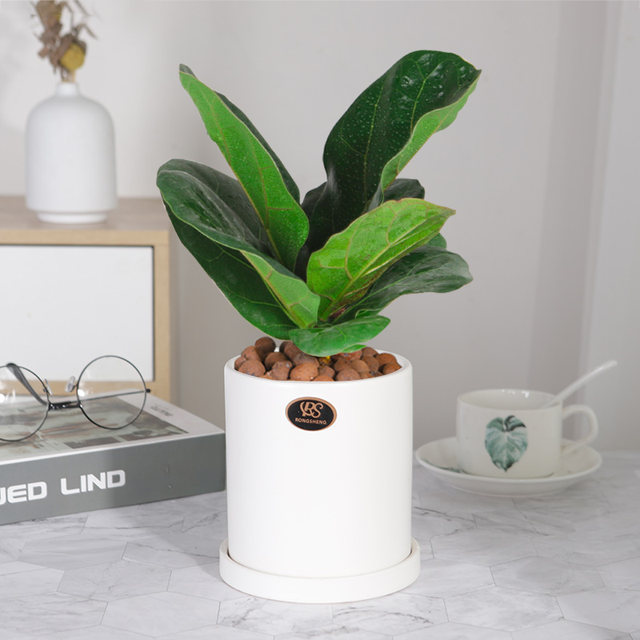 Nordic style ins piano leaf fig small potted indoor shade-tolerant ...