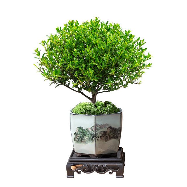 Small-leaf red Nan old pile bonsai seedling plant flower micro ...