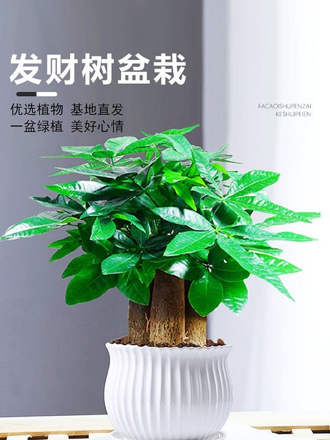 Money tree indoor small potted green plants flowers hydroponic plants ...