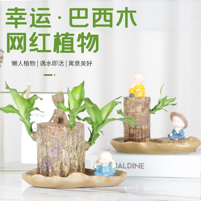 Brazilian wood water-cultured potted hydroponic plant Brazilian lucky ...