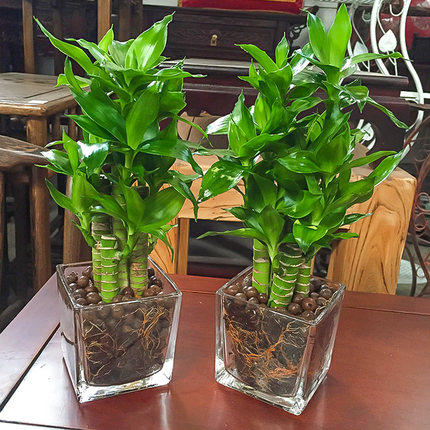 Lotus bamboo Guanyin bamboo hydroponic plant potted green flowers ...