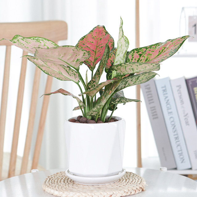 Ruyi Queen flower potted auspicious red ten thousand years red fire ...