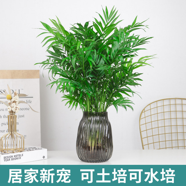 Hydroponic plants pocket coconut potted plants phoenix tail bamboo rich ...