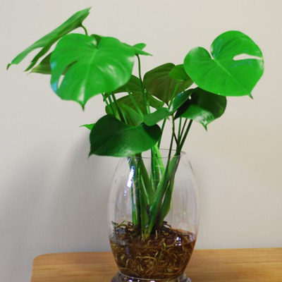Foliage plant Monstera deliciosa hydroponic aquatic indoor potted green ...