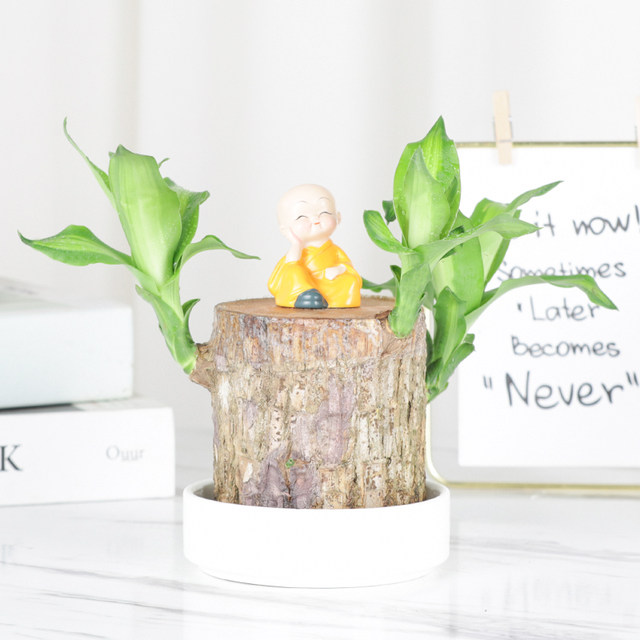 Brazilian wood water-cultured potted hydroponic plant Brazilian lucky ...