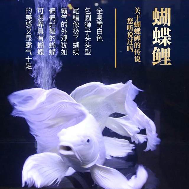 Taiwan butterfly carp cold water ornamental fish gypsum white short ...