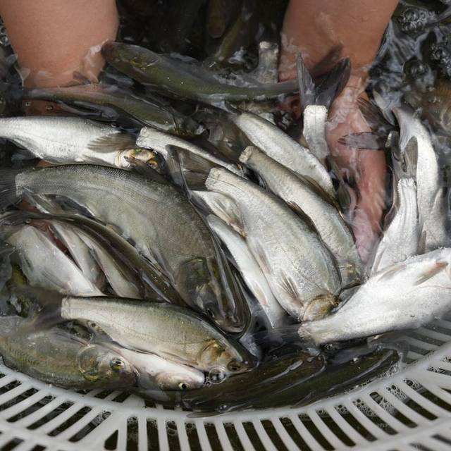 Silver carp fry freshwater culture edible large fish silver carp bream ...