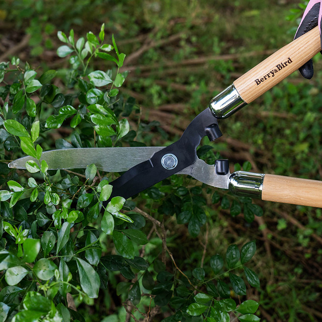 Berry/Bird gardening forest hedge shearing lawn pruning fruit tree ...