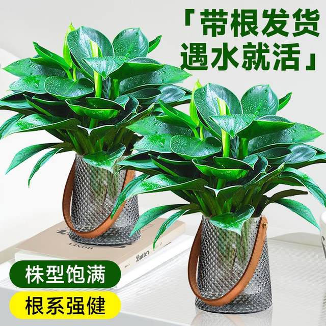 Big leaf gold diamond green princess potted plant with flower buds ...
