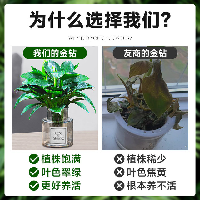 Big leaf gold diamond green princess potted plant with flower buds ...