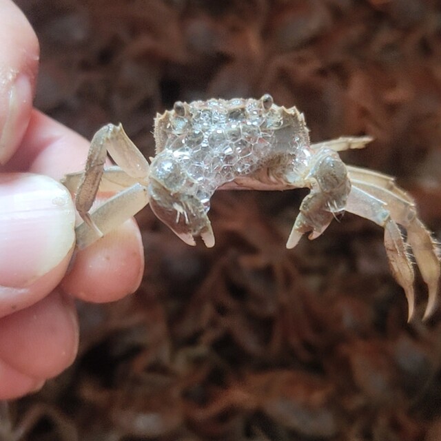 100 fresh small crabs, puffer fish, dog-headed turtle, live bait, pet ...