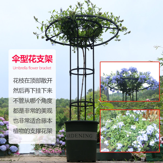Gardening umbrella-shaped flower rack climbing rattan rack rose ...