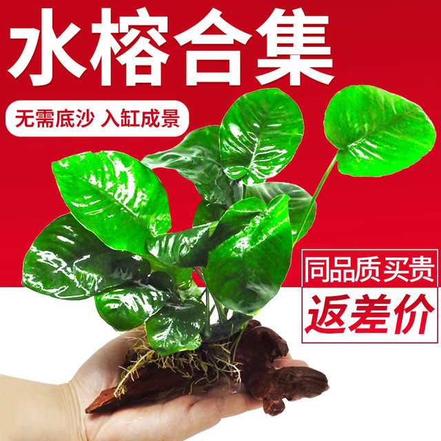 Water banyan water grass sinking wood water grass lazy negative living ...