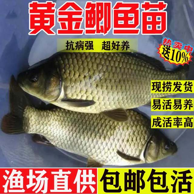 Crucian carp fry freshwater aquaculture edible extra large Zhongke No ...
