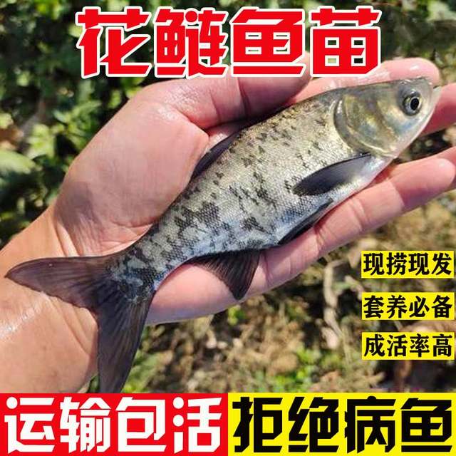 Silver carp fry freshwater culture edible big head fish fry silver carp ...