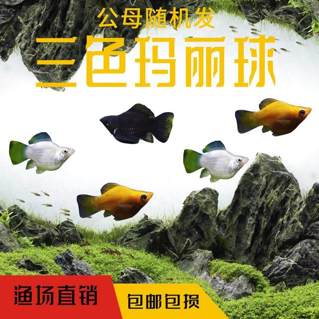 Mary fish viviparous fish gold and silver black ball tropical ...