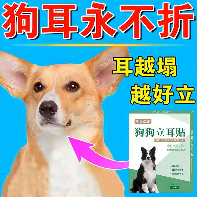 Corgi dedicated dog vertical ear artifact side shepherd Yorkshire Xia ...