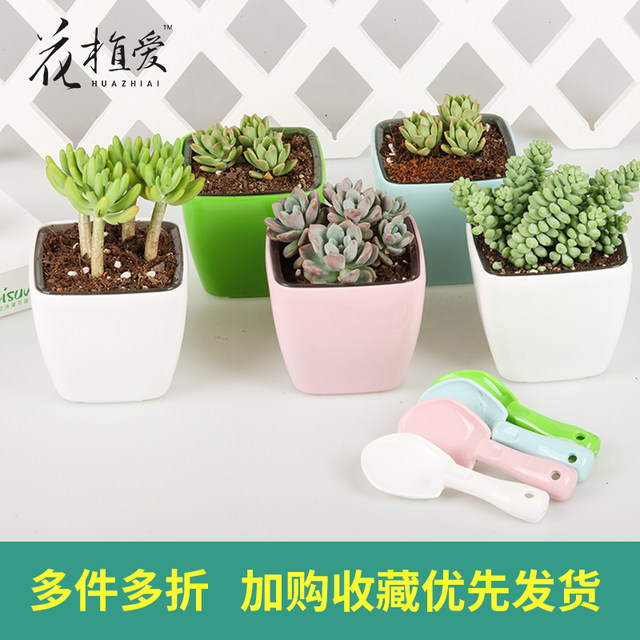 Self-absorbing small flower pots, succulent plant pots, creative ...