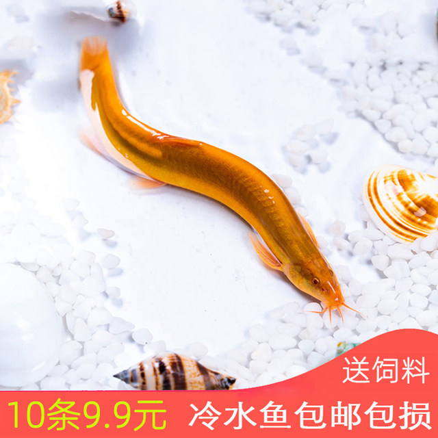 Ornamental live gold loach, golden dragon loach, scavenger, cold water ...