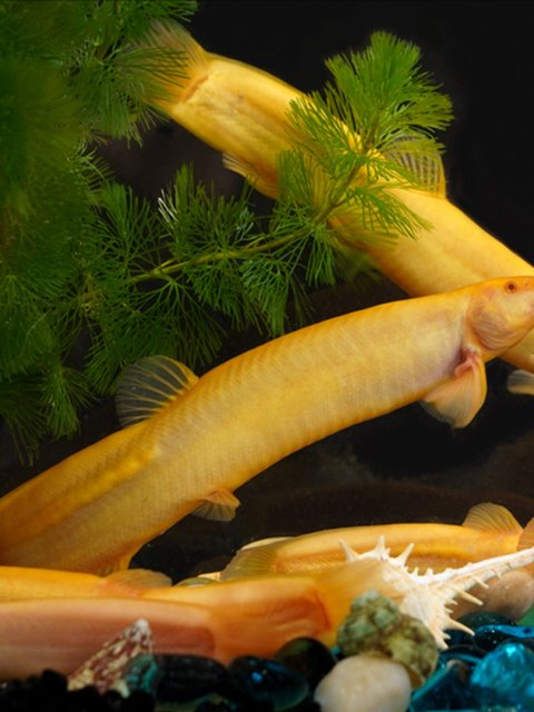 Cold water viewing gold loach Golden Dragon Cleaning Tool Fish is good ...