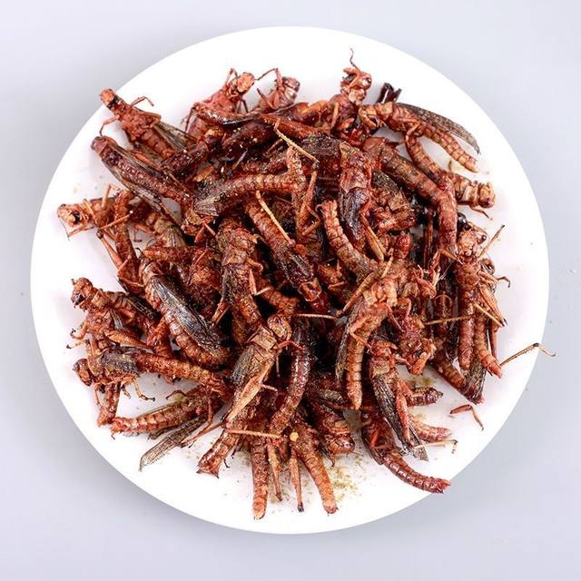 Fresh grasshoppers fried ready-to-eat crispy locusts edible ready-to ...