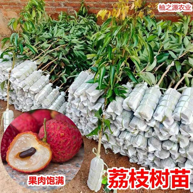 Lychee seedlings Hainan Concubine Xiao Gui flavor seedless chicken ...