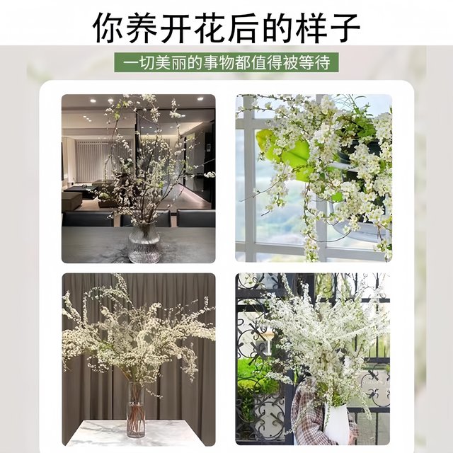 Dental petal snow willow branches support fresh branches, water ...