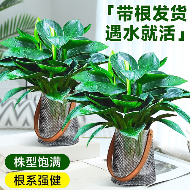 Big leaf gold diamond green princess potted plant with flower buds ...