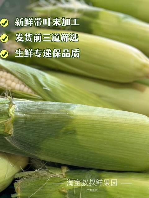 Pour milk corn fruit corn picking corn sweet white corn rock candy meal ...