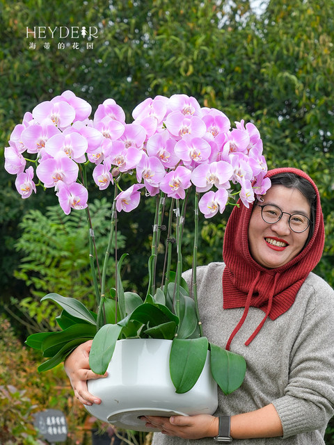 Heidi's Garden Flagship Store Phalaenopsis Potted Plant with Flowers to Feed Orchid Seedlings ...