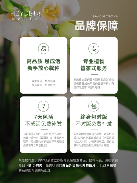 Heidi's Garden Flagship Store Phalaenopsis Potted Plant with Flowers to ...