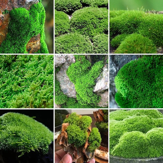 Fresh moss micro-landscape plant bonsai potted water and land cylinder ...