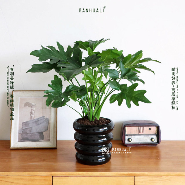 Spring feather philodendron plant potted spring rain green plant indoor ...