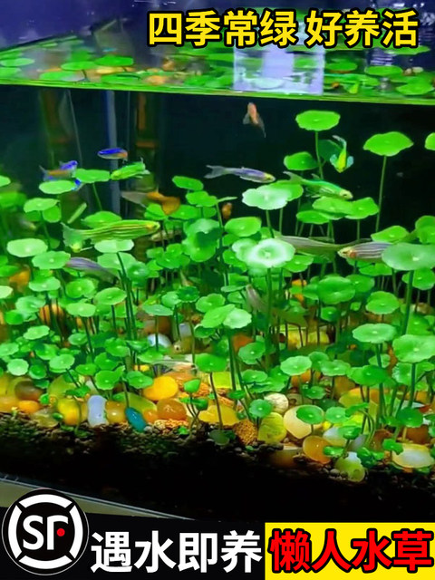 Hydroponic green plant copper money grass micro landscape real plant ...