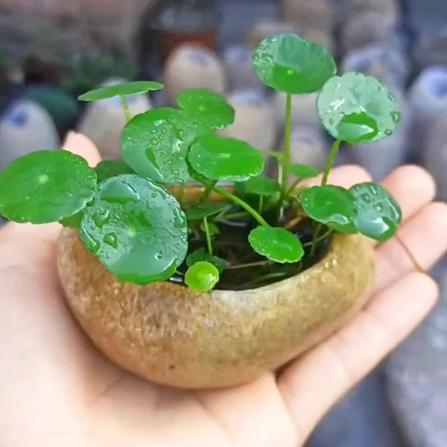 Hydroponic green plant copper money grass micro-landscape real plant ...