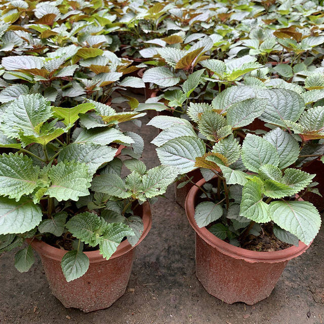 Perilla seed seed seedling potted plant edible perilla perilla leaf ...