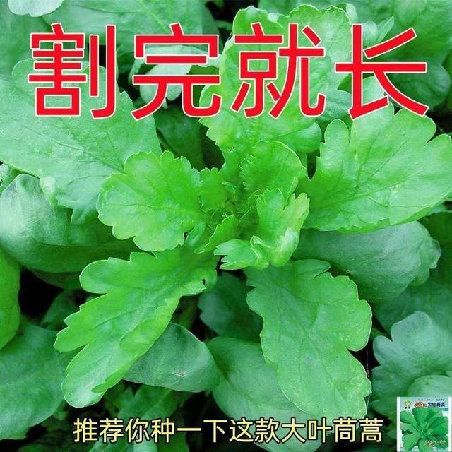 Large-leaf chrysanthemum seeds, emperor vegetables, spring, summer ...