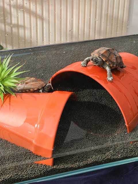 Shelter house turtle tile cave yellow edge turtle tortoise sun terrace ...