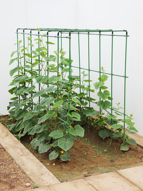 Cucumber climbing stand beans and watermelon green bean rack rod plant ...