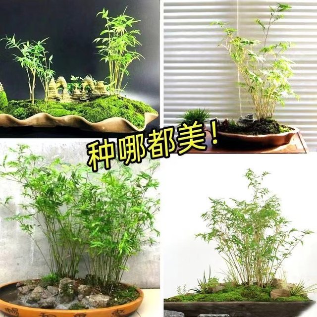 Hydroponic rice bamboo potted rich bamboo green plant Monstera ...